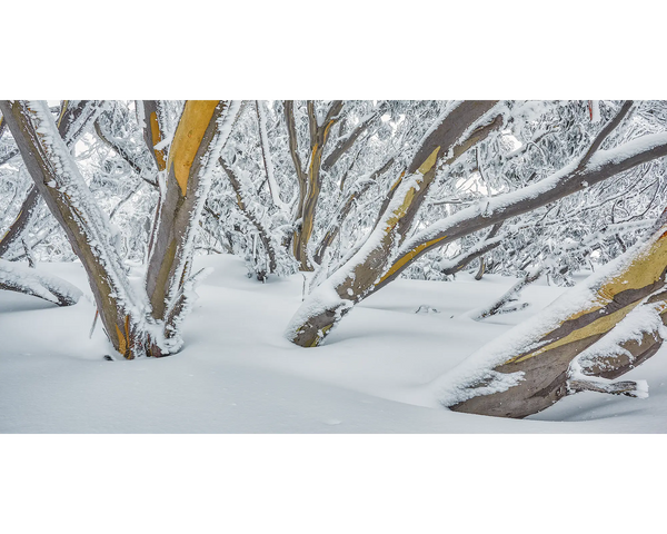 After The Storm. Snow Covered Gums - Mount Hotham. Acrylic Block.