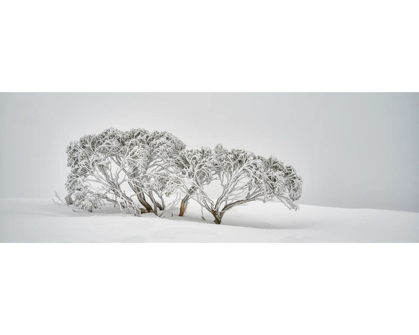 Alpine Spirit. Snow Covered Gums - Mount Hotham. Acrylic Block.