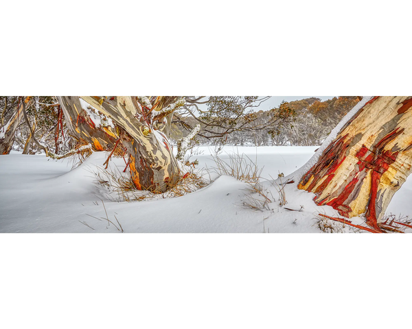 Back Country. Snow Gums Dinner Plain. Australian Wall Art Print.