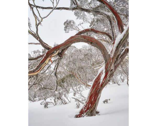 Bent. Australian Snow Gum In Snow. Acrylic Block.