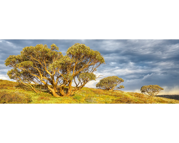 Braving The Elements (Summer). Mt Hotham - Alpine NP. Acrylic Block.