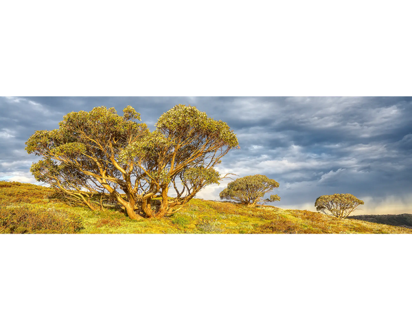 Braving The Elements - Summer. Snow Gums. Australian Wall Art Print.