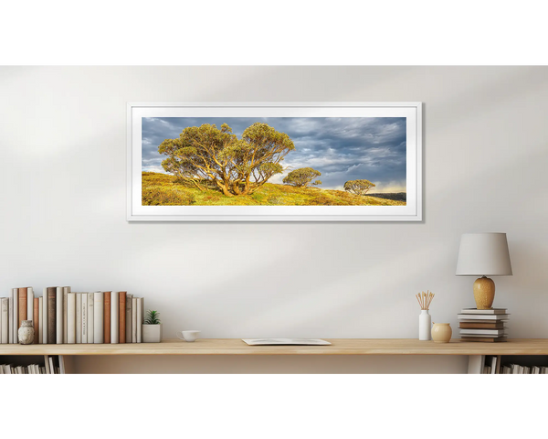 Braving The Elements - Summer. Snow Gums. Australian Wall Art Print.