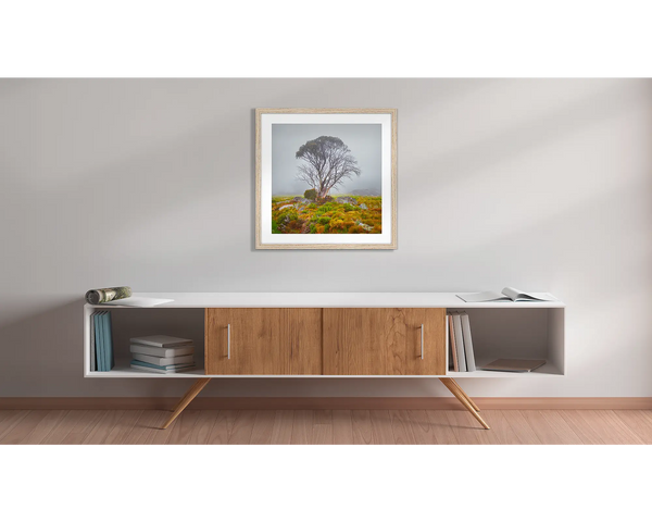 Fog On The High Plains. Snow Gum In Fog. Wall Art Print.
