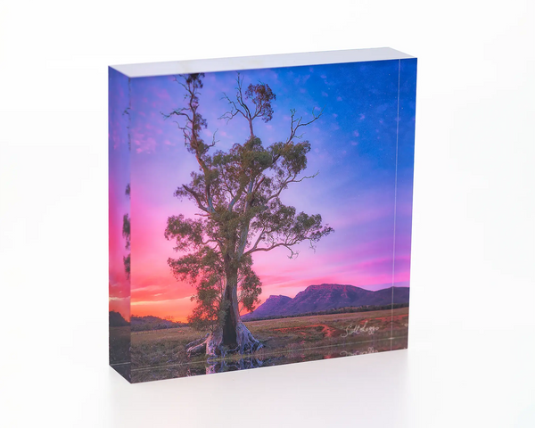 Tree Acrylic Blocks.