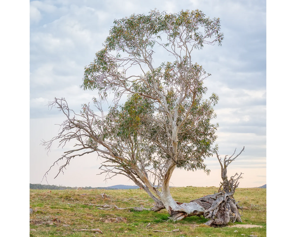 Refusal. Remnant Snow Gum On A Country Farm. Acrylic Block.