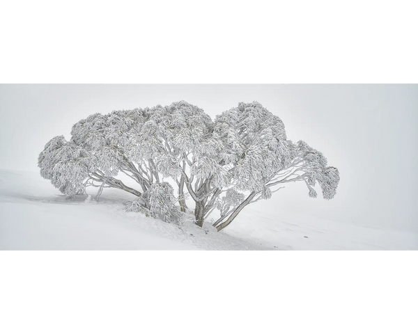 Revealed. Snow Gum Covered In Falling Snow. Wall Art Print.
