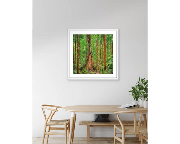 Seeking Sun. Tree In Forest, Daintree National Park. Wall Art.