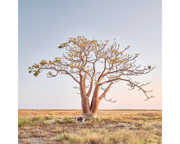 Solitary. Boab Tree, Derby, Western Australia. Wall Art.