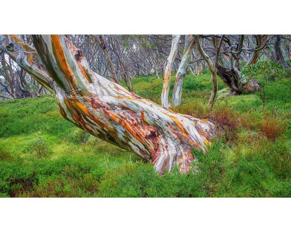 Strength. Ancient Snow Gum - Kosciuszko National Park. Wall Art Print.