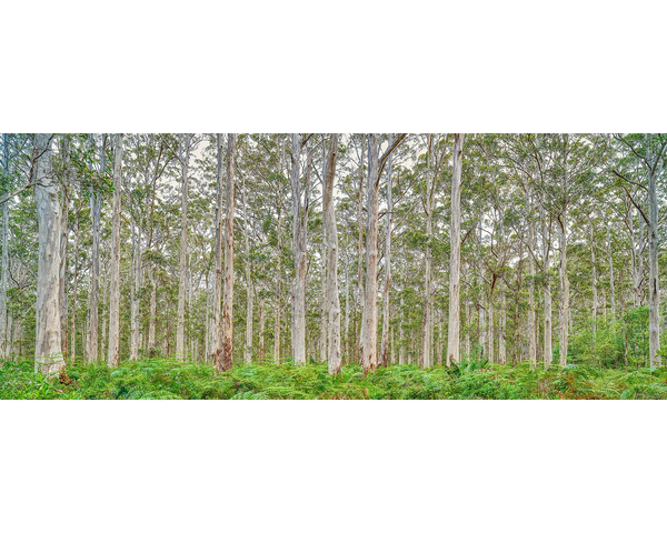 Upright. Karri Forest - Boranup - Western Australia. Tree Wall Art.